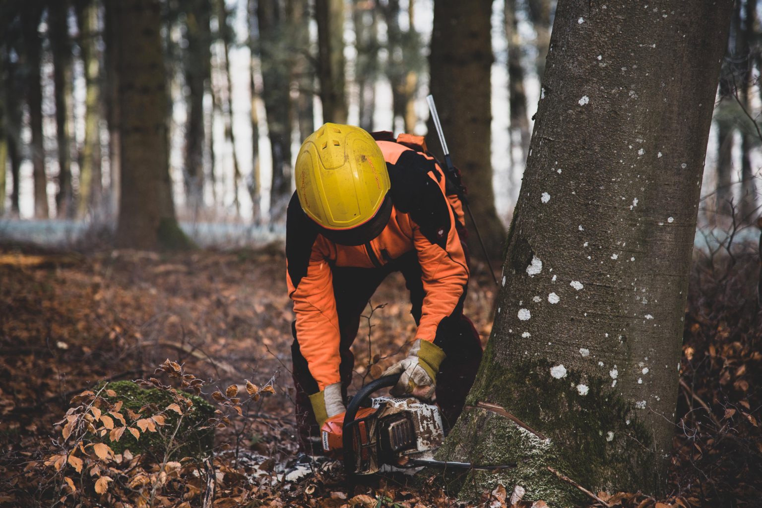 Gemeindewald Allmendingen – Allmendingen